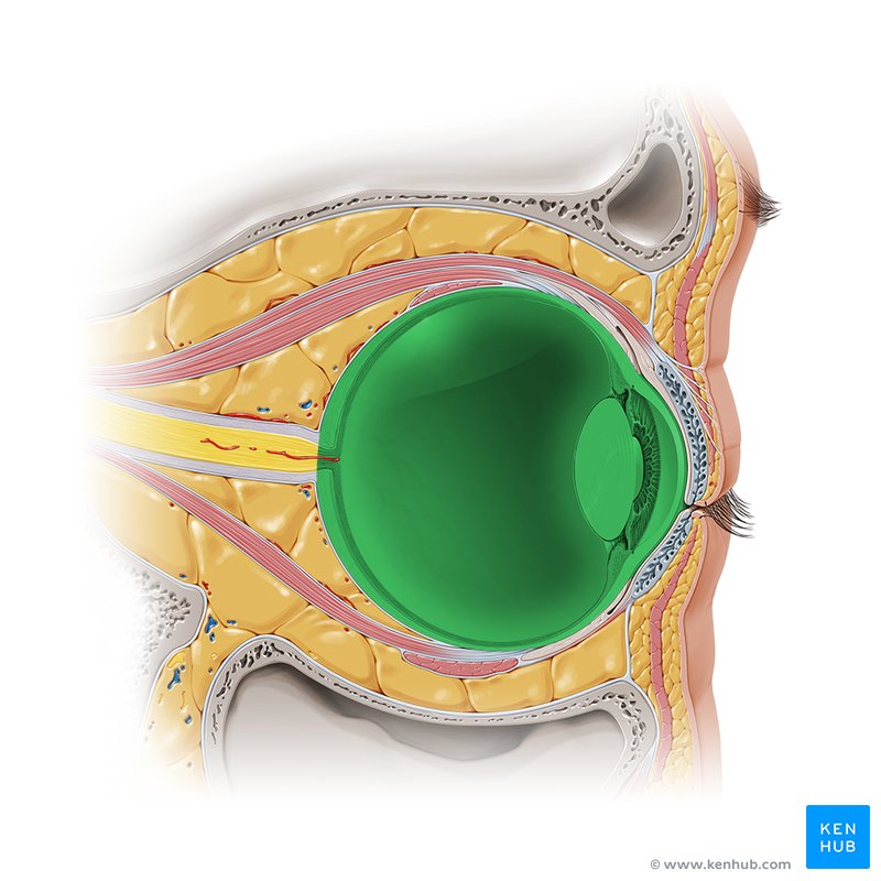 Augapfel (Bulbus oculi) - Anatomie und Physiologie | Kenhub
