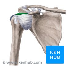Subacromial bursa: Anatomy and function | Kenhub