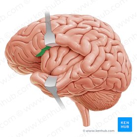 Lateral view of the brain: Anatomy and functions | Kenhub