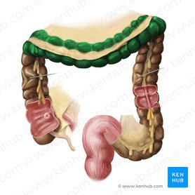 Colon: Anatomy, histology, composition, function | Kenhub