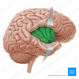 Cerebral cortex: Structure and functions | Kenhub