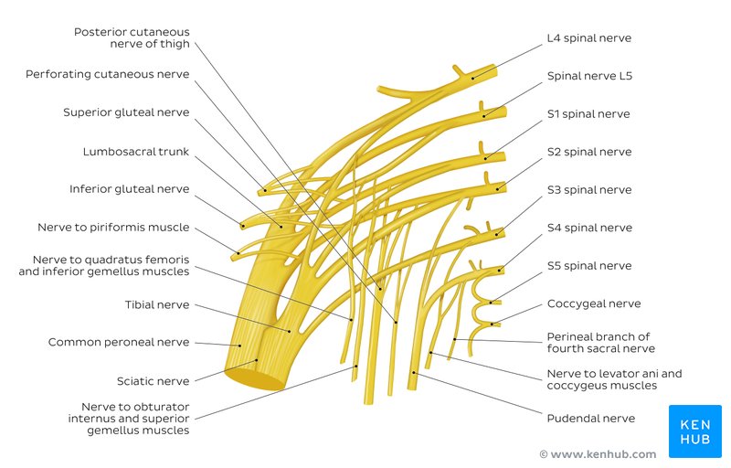 Sacral plexus: Anatomy, branches and mnemonics | Kenhub