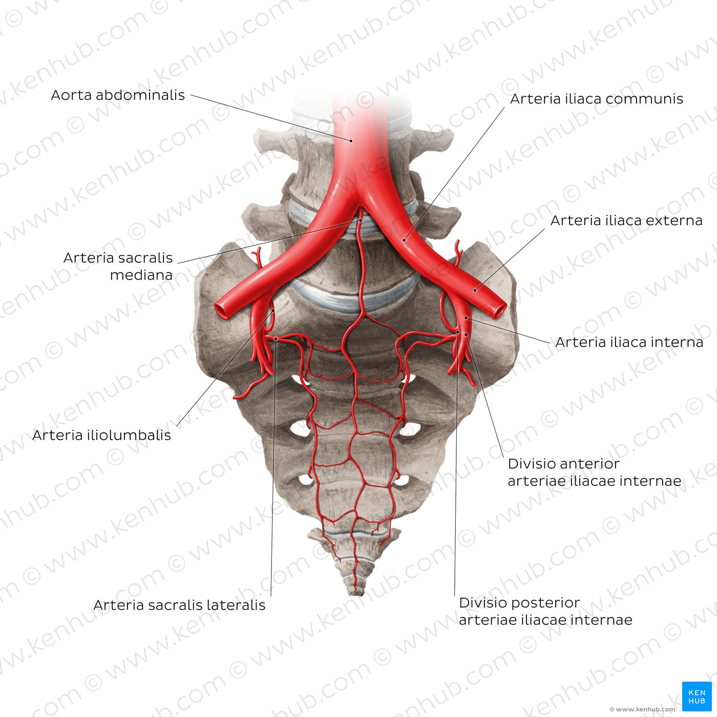 Arteria Iliaca communis: Anatomie, Verlauf, Äste und pAVK | Kenhub