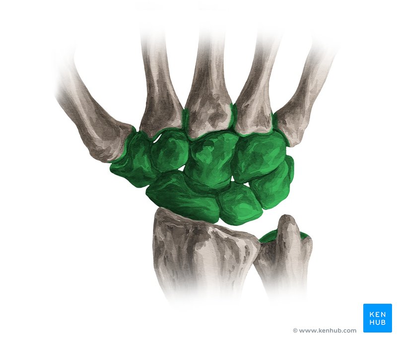 Os du carpe : anatomie et noms des os du poignet | Kenhub