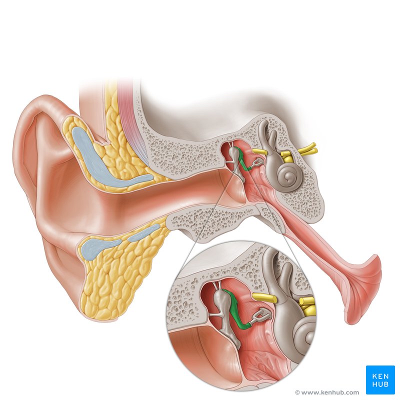 incus ear