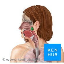 Nasofaringe: Definição, anatomia e função | Kenhub