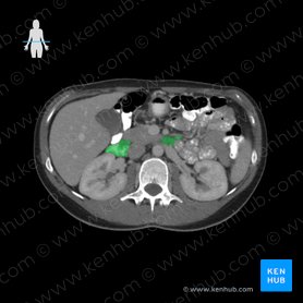 Duodenum: Anatomy, histology, composition, functions | Kenhub
