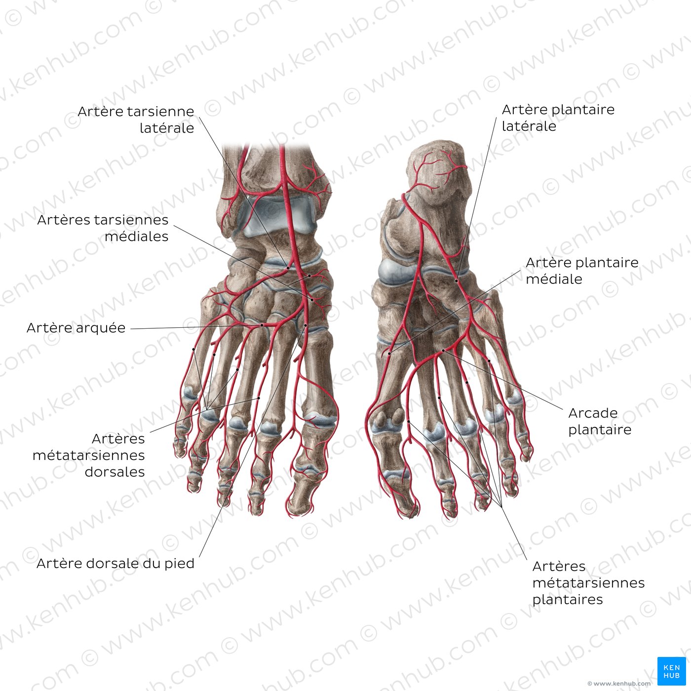 Pied et cheville: Os, articulations, muscles | Kenhub