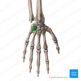 Hamate bone: Anatomy, articulations, attachments. | Kenhub