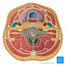 Multifidus: Origin, insertion, innervation, action | Kenhub