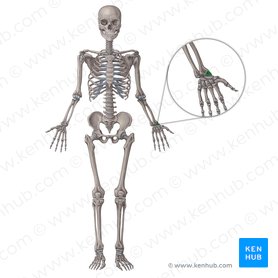 Styloid process of radius: Anatomy and function | Kenhub