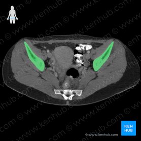 Ilium: anatomy and function | Kenhub