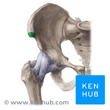 Anterior superior iliac spine: Anatomy and function | Kenhub
