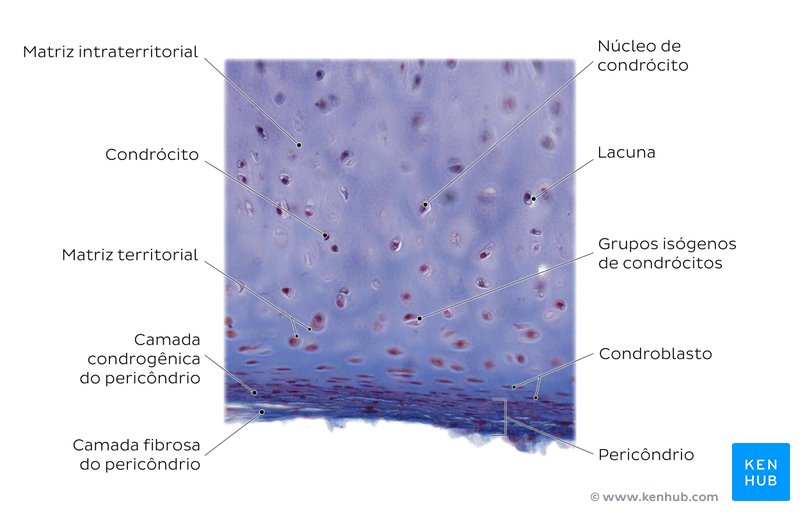 Cartilagem hialina: Características e células | Kenhub