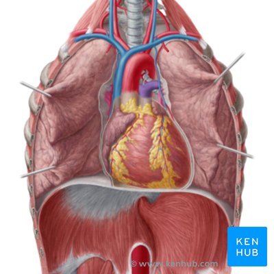 Human Physiology: Overview of physiology of organ systems | Kenhub