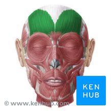 Frontalis muscle: Anatomy, location and function | Kenhub
