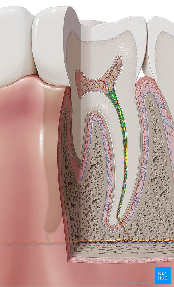 Tooth Root Anatomy