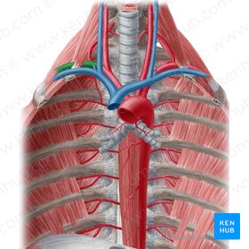 Subclavian artery: Anatomy, branches and mnemonic | Kenhub