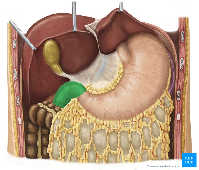 Duodeno: Anatomía, histología, composición y funciones | Kenhub