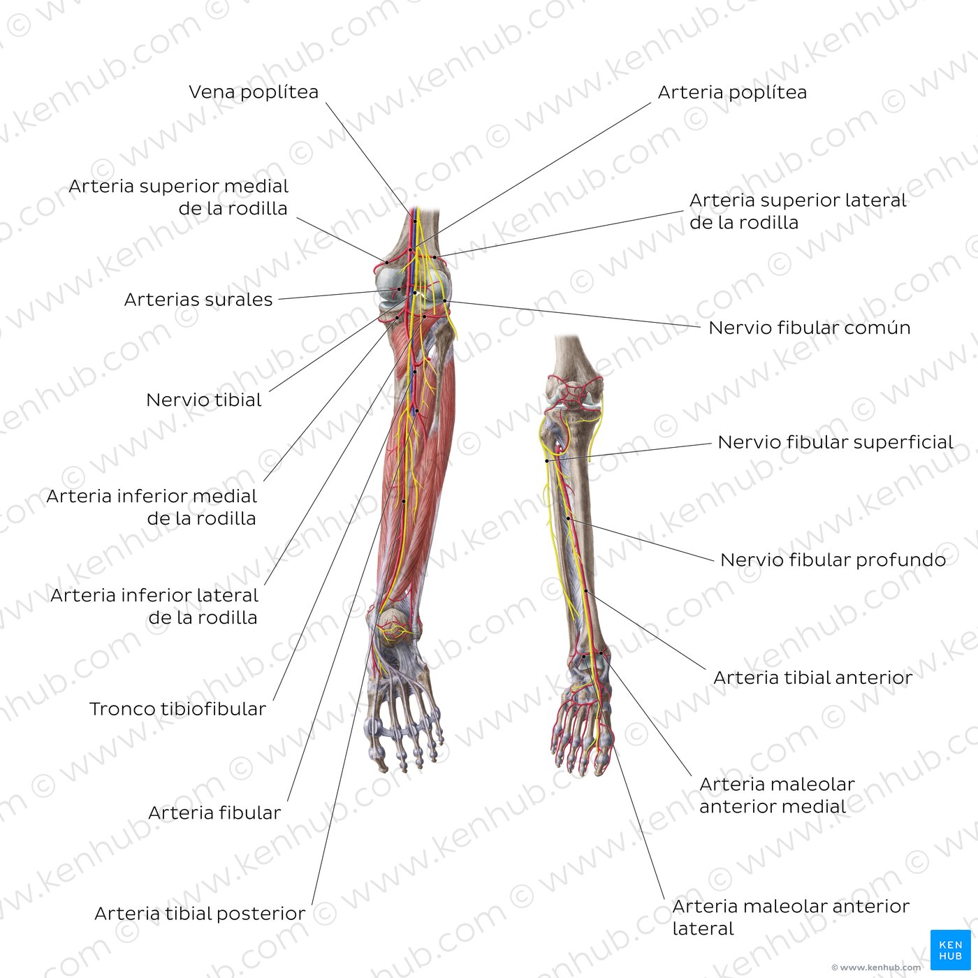 Extremidad inferior: Huesos, músculos, nervios, vasos | Kenhub
