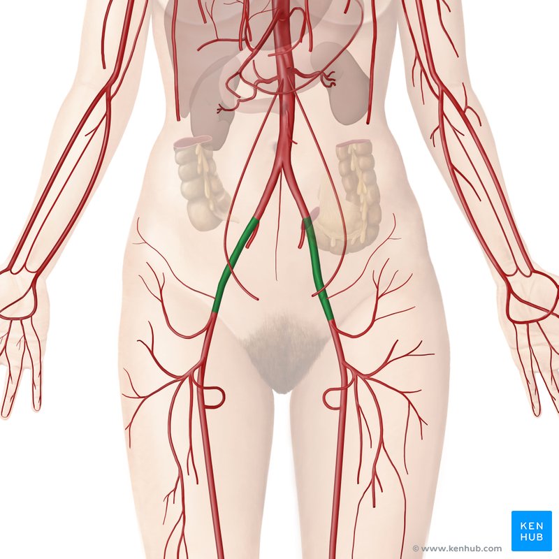external iliac artery function