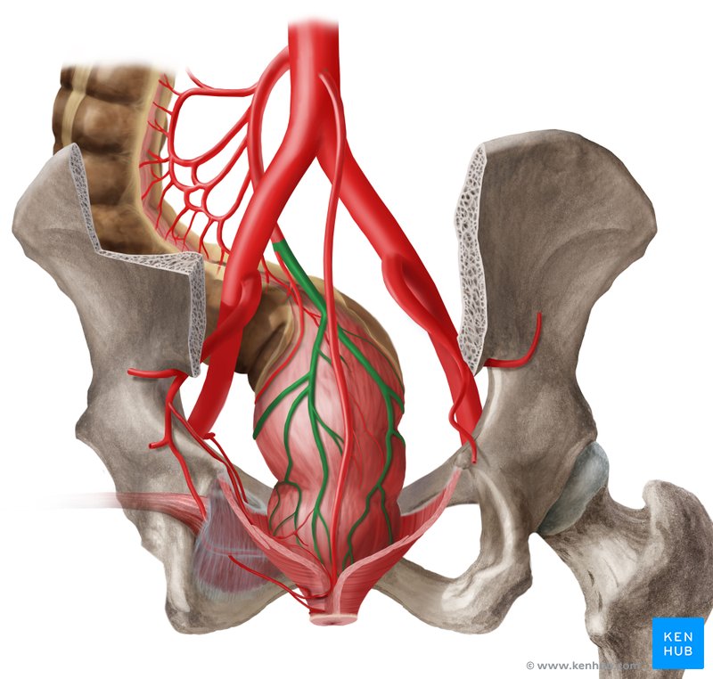 Superior rectal artery: Anatomy, branches, supply | Kenhub