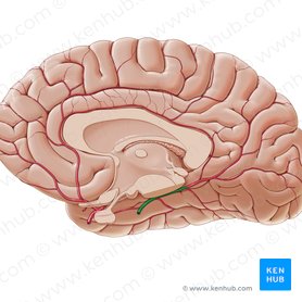 Posterior cerebral artery: Anatomy, branches, supply | Kenhub