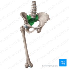Kreuzbein (Os sacrum): Anatomie, Aufbau, Bänder & Gelenke | Kenhub