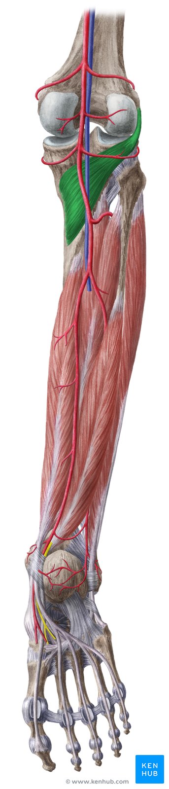 Músculo poplíteo - Anatomia e Função | Kenhub