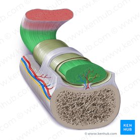 Musculoskeletal system: Anatomy and functions | Kenhub