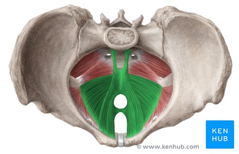 Músculo Elevador Del Ano Anatomía Y Función Kenhub