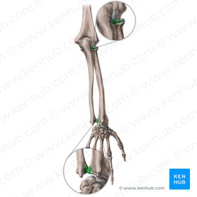 Ulna (Elle) - Anatomie, Aufbau, Gelenke, Bänder & Klinik | Kenhub