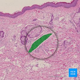 Hair follicle: anatomy and function | Kenhub