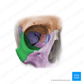 Hueso cigomático: Caras, procesos, funciones | Kenhub