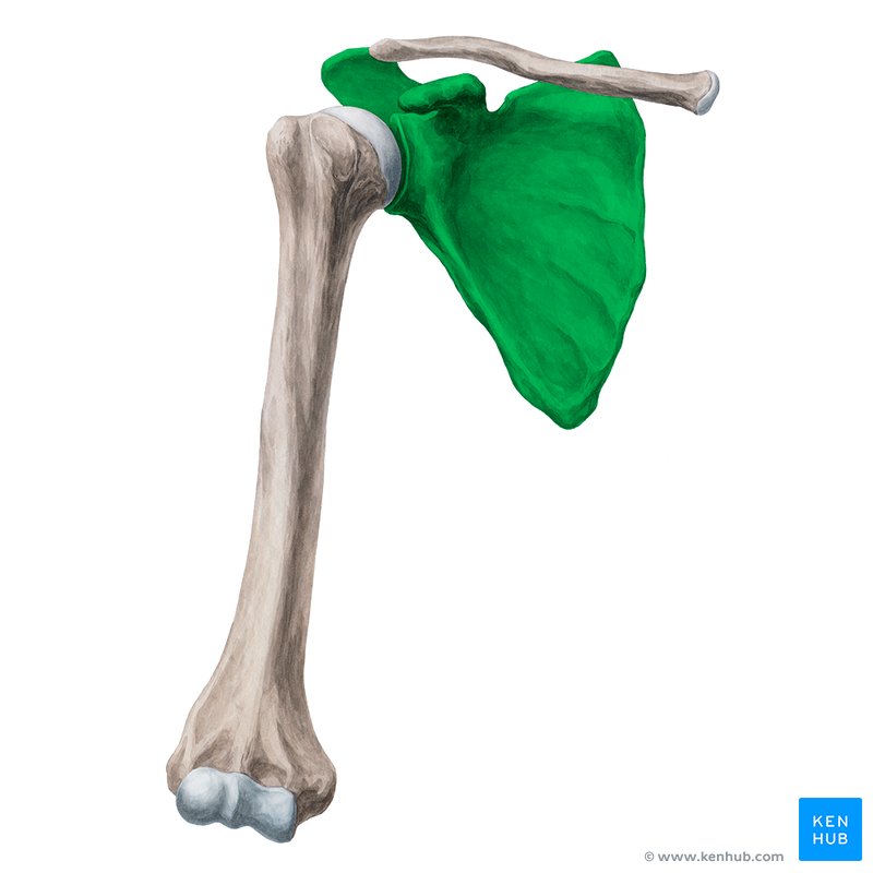 Scapula (omoplate) : Anatomie, rôle, notes cliniques | Kenhub