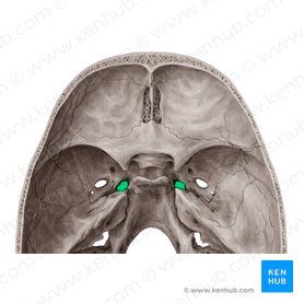 Foramen lacerum: anatomy and function | Kenhub