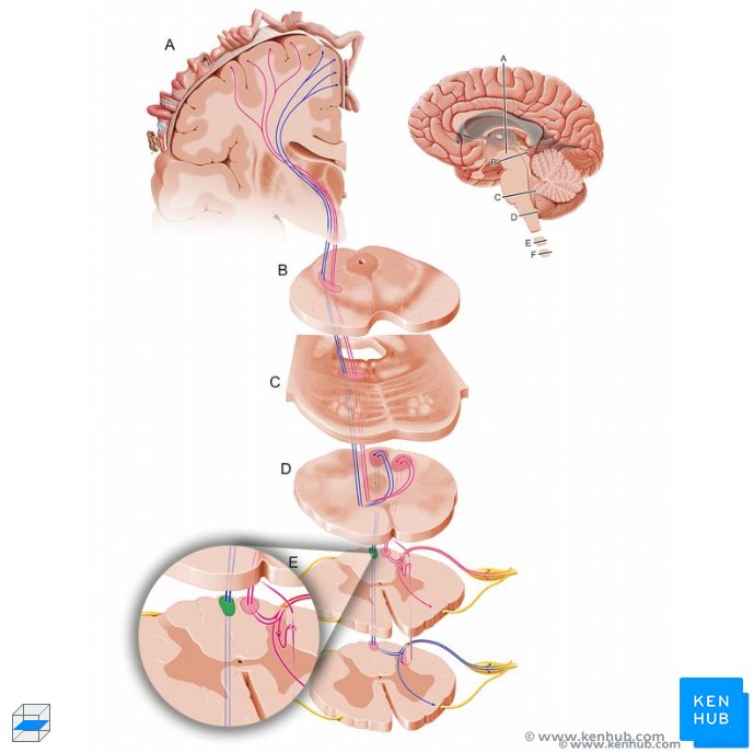 tectospinal tract decussation