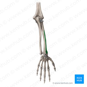 Pronator teres: Origin, insertion, innervation, action | Kenhub