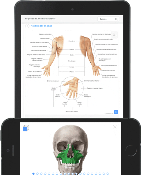 Atlas gratuito de anatomía humana | Kenhub