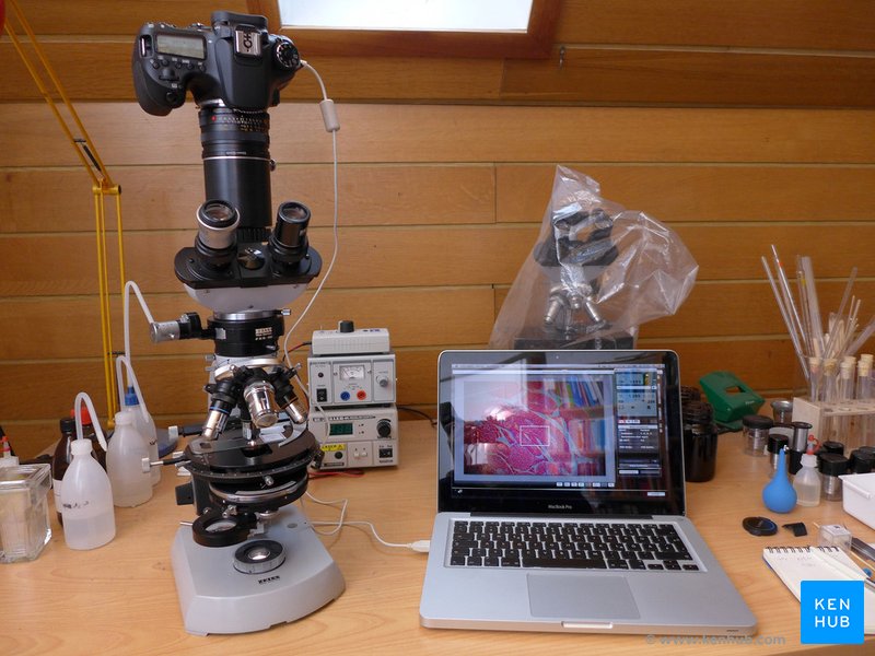 Types and parts of microscopes | Kenhub