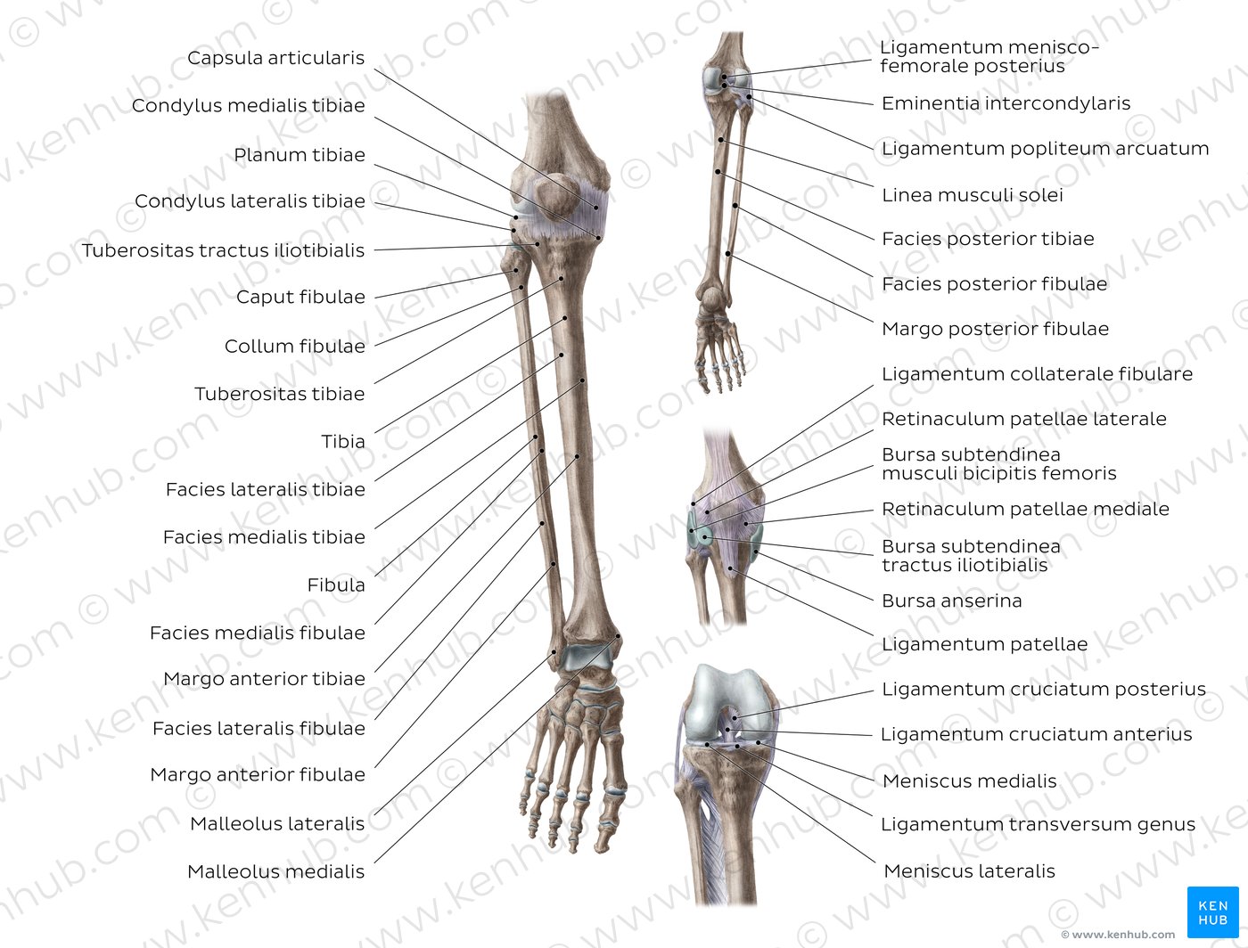 Tibia (Schienbein) - Anatomie, Aufbau, Bänder, Pathologie | Kenhub
