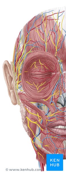 Das menschliche Gesicht: Anatomie, Struktur und Funktion | Kenhub