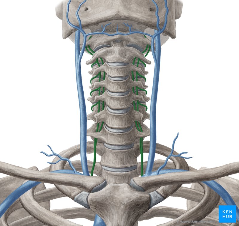 Vertebral vein: Course, tributaries, drainage area | Kenhub