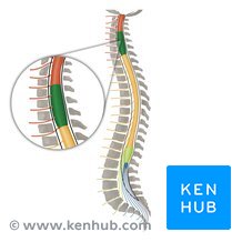 Cervical enlargement: Anatomy and structure | Kenhub