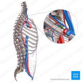 Intercostal arteries and blood supply of thoracic wall | Kenhub