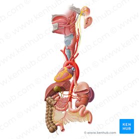 Vagus nerve: Anatomy, function and branches | Kenhub