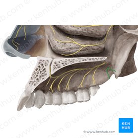 Soft palate: Structure, muscles, function | Kenhub