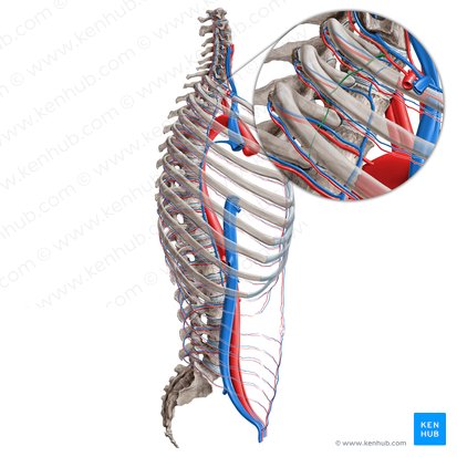 Intercostal arteries and blood supply of thoracic wall | Kenhub