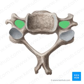 Vértebras cervicales: Anatomía, ligamentos y lesiones | Kenhub