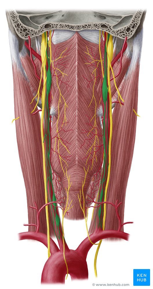 Truncus sympathicus - Anatomie, Funktion, Klinik | Kenhub